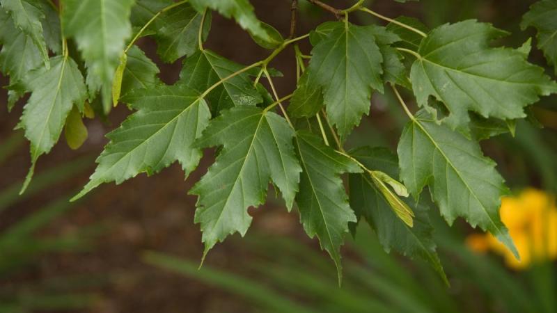 Amur Maple Tree Facts