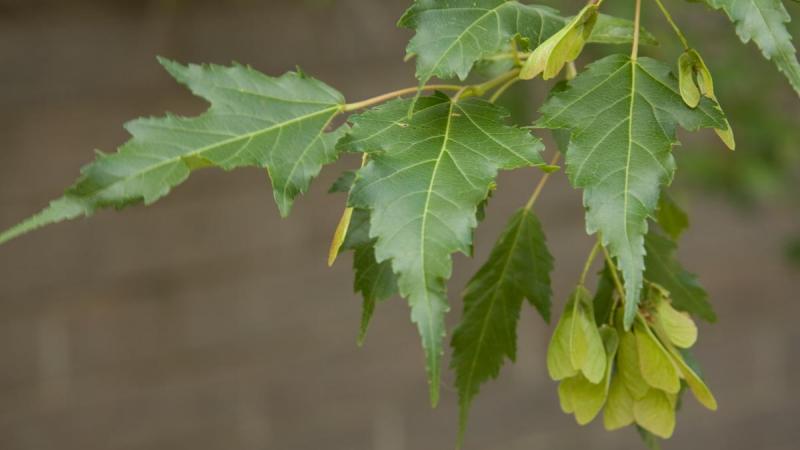 Amur Maple Tree Facts