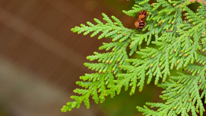 dried cedar herbs spiritualism white cedar intention Northern white ...